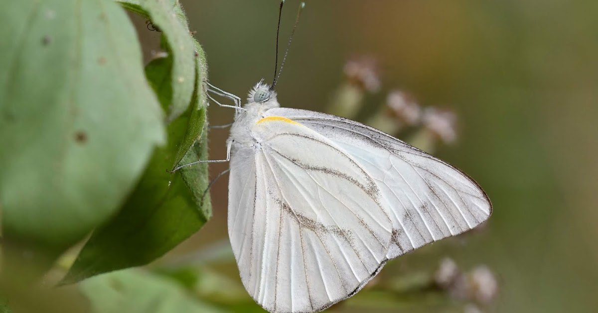 Butterflies of Cambodia: Striped Albatross