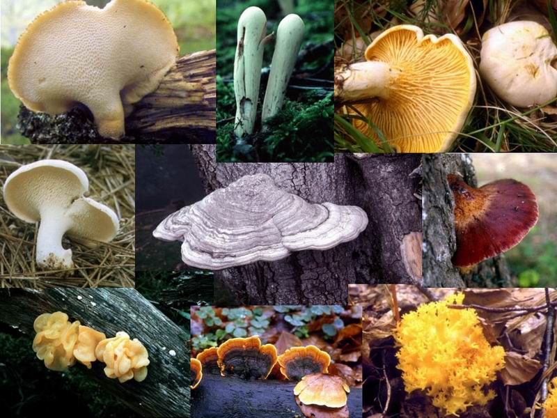 Guía de Setas y Hongos de Navarra.: Grupos Hongos