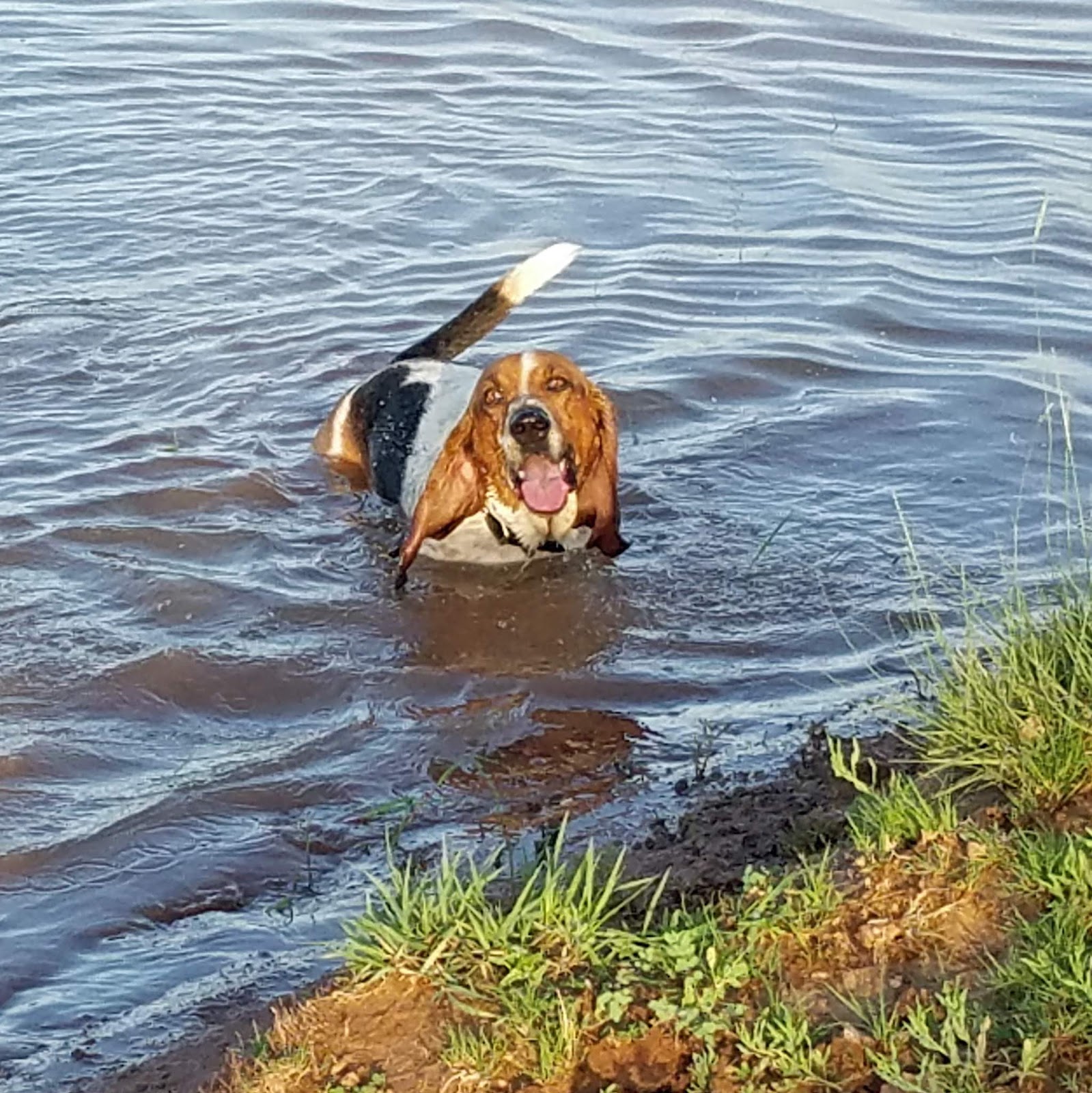 Lovin' Life At The End Of The Dirt Road: Hound Dog Invasion
