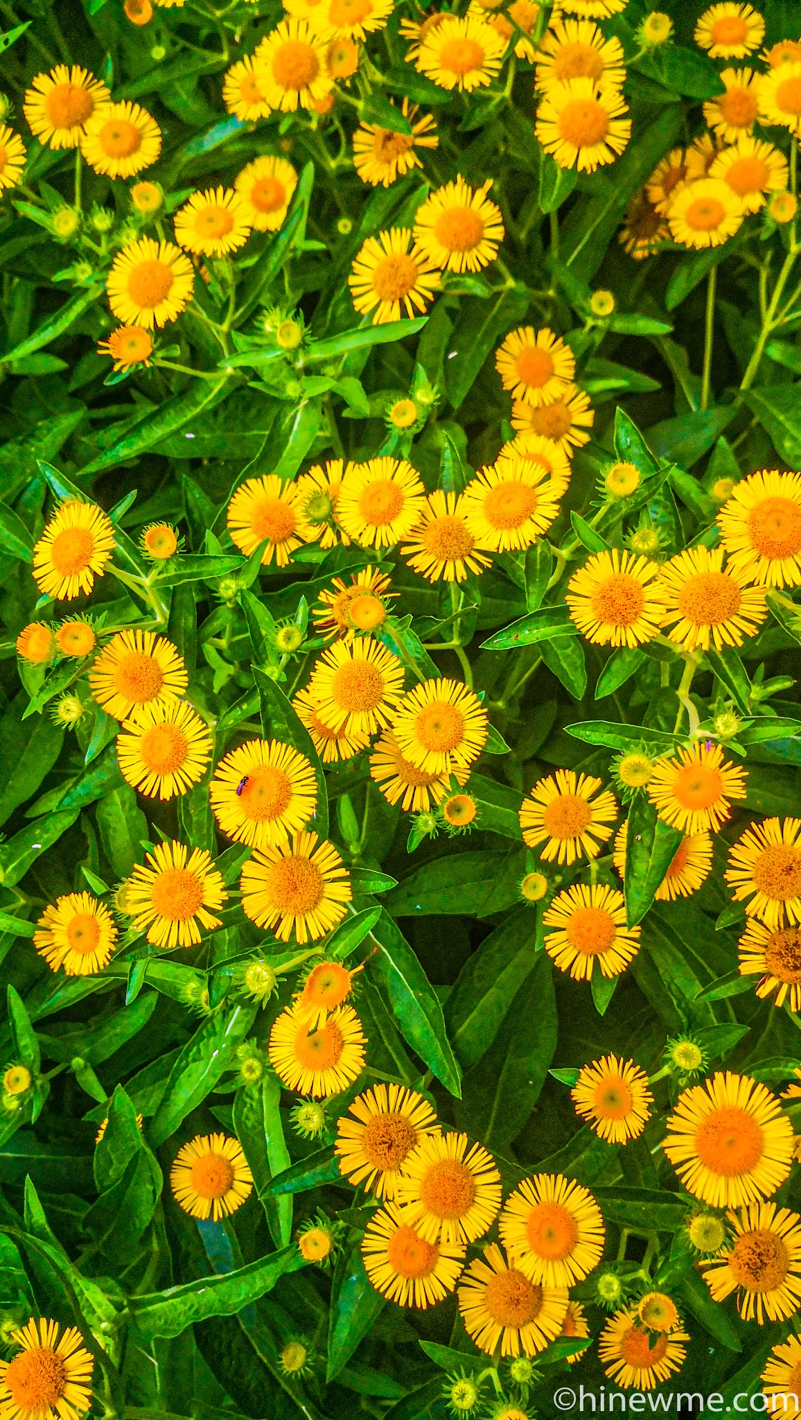 8Flowers photography skill tips，15 daisy pictures，come to see my ...