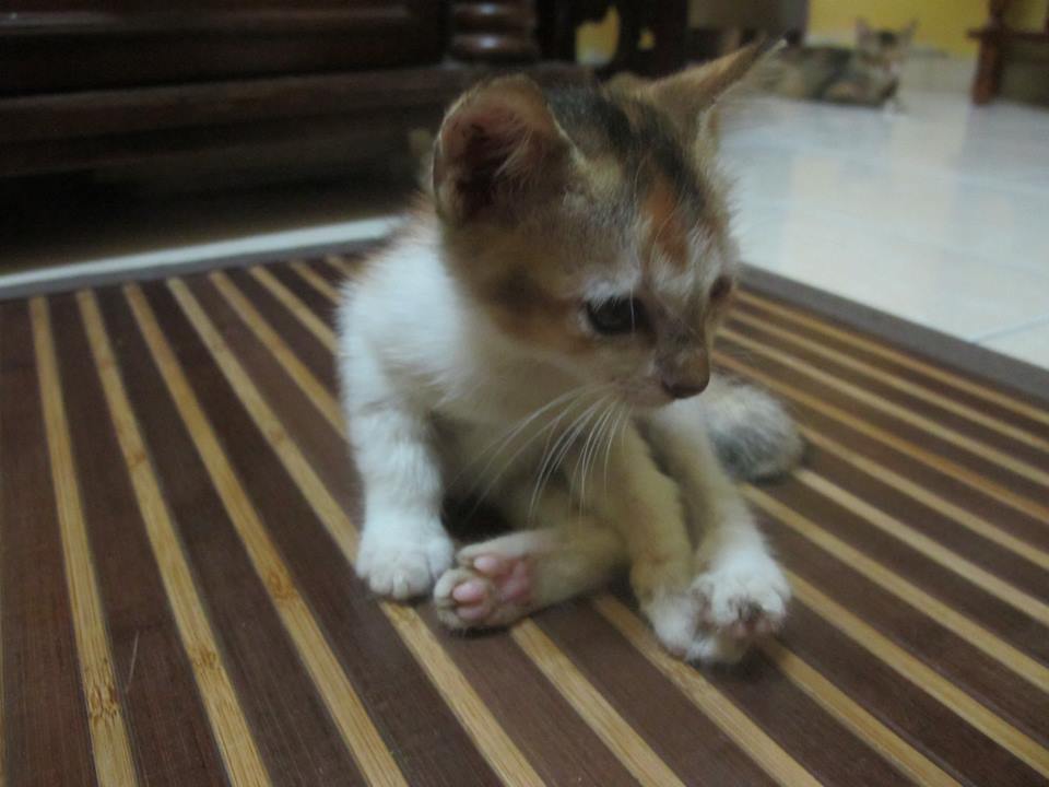 makhluk tak dapat kulupakan