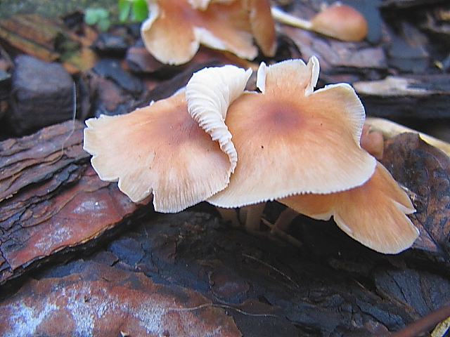 Blogging in Myrtle Glen, a central Florida gardening journal ...