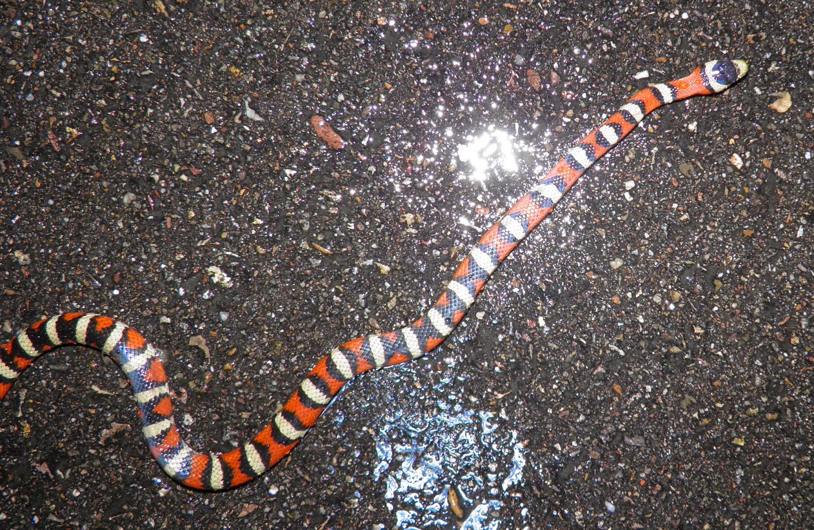 Arizona: Beetles, Bugs, Birds and more: Madera Canyon during a monsoon ...
