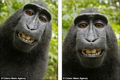 dailypetfwd: Cheeky monkey! Critically-endangered macaque borrows ...