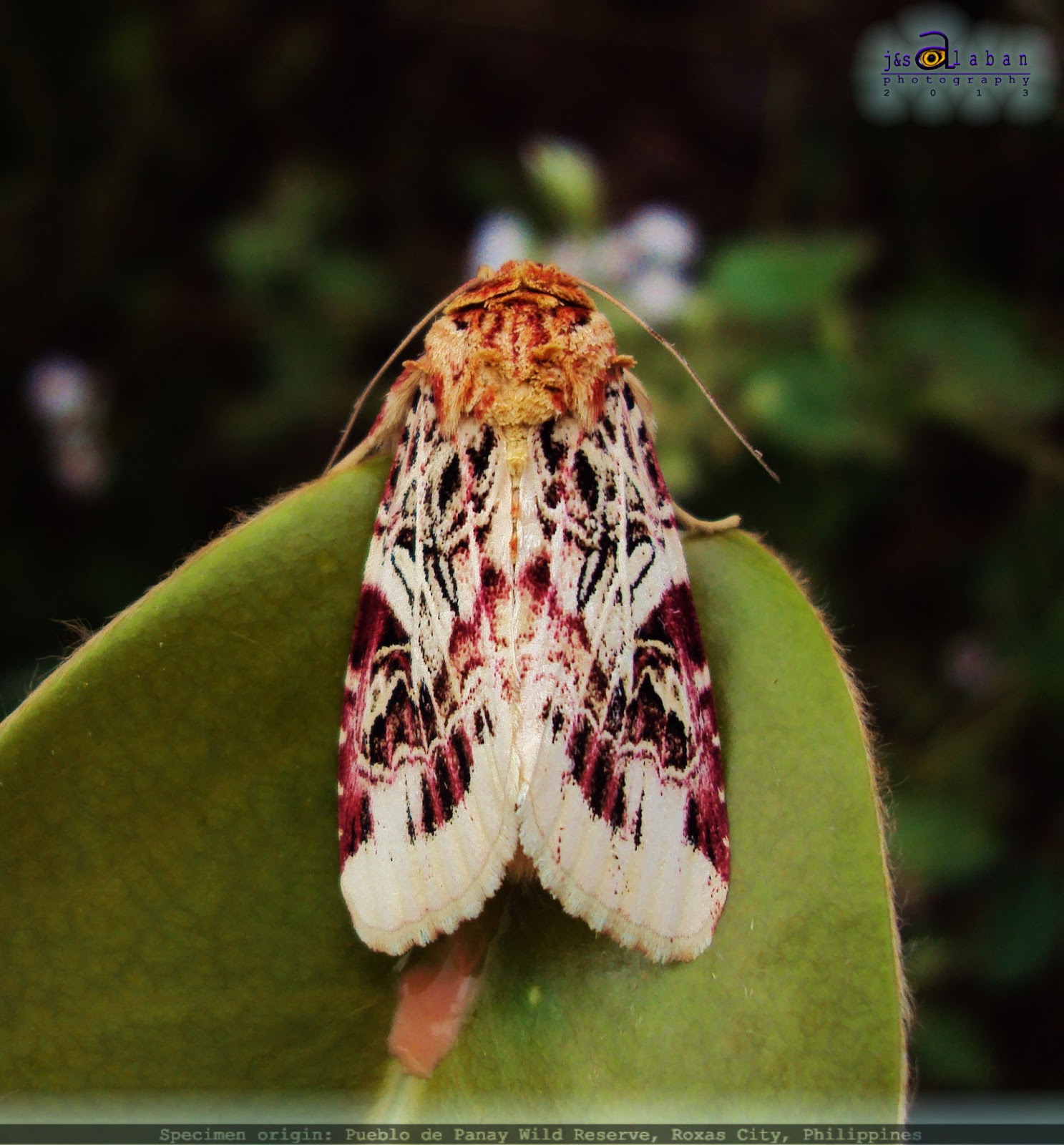 Biodiversity Capiz: Lily Caterpillar Moth