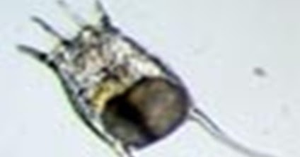 Keratella Sp Adalah; Klasifikasi, Morfologi, Habitat Dll - Melek Perikanan