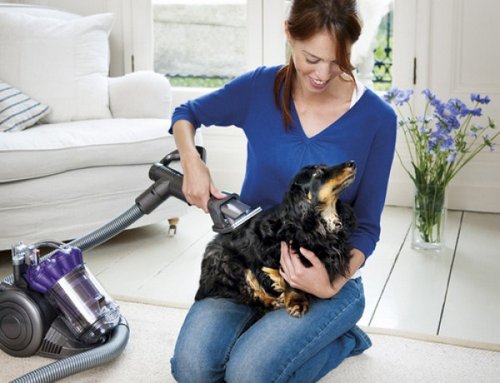 Professional Pet Cleaning Services Melbourne- GSR Cleaning Services