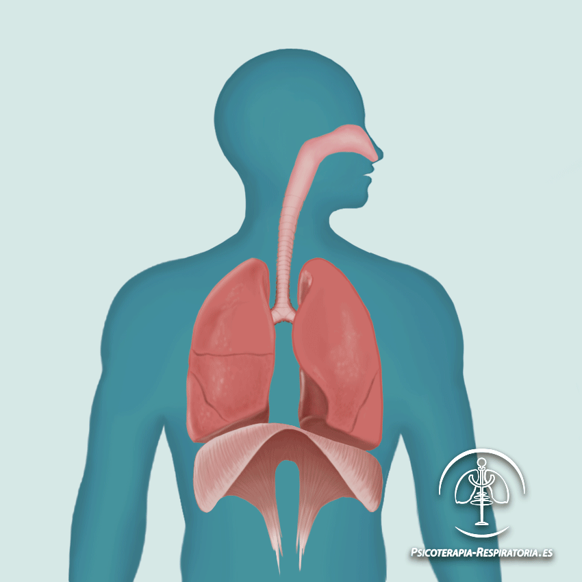 Aparato respiratorio