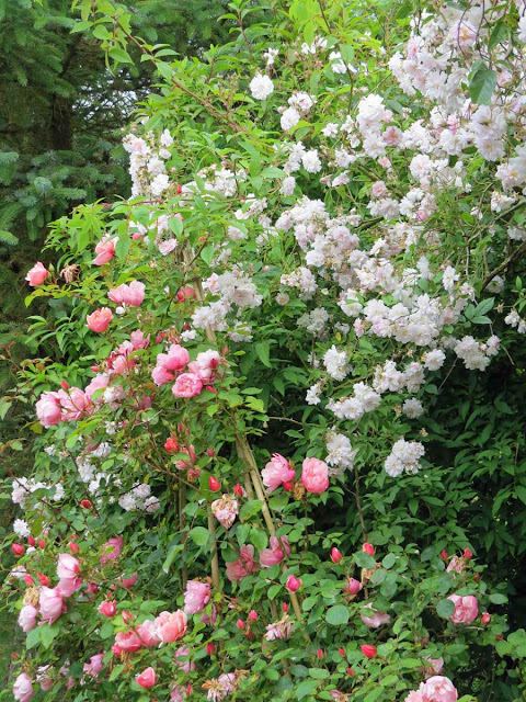 Frieda Oxenham: A Cascade of Roses