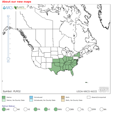 clay and limestone: Wildflower Wednesday: Resurrection Fern