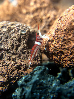 Sulawesi/Matano Crab Care Guide - REVISED & UPDATED EDITION