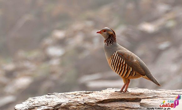معلومات عن الحجل المغربي,Perdrix Gambra,Alectoris Barbara,Barbary Partridge
