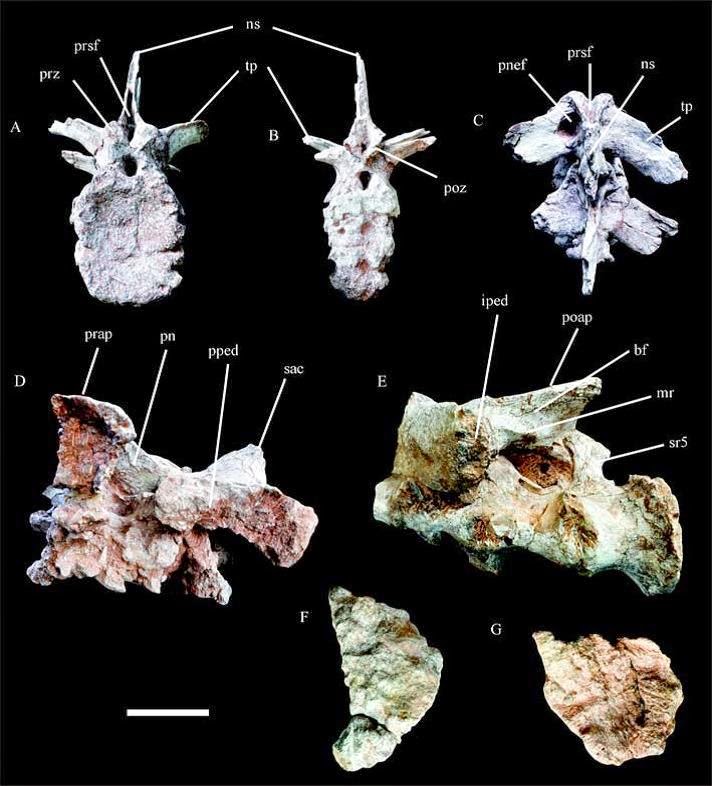 Species New to Science: [Paleontology • 2012] Datanglong guangxiensis ...