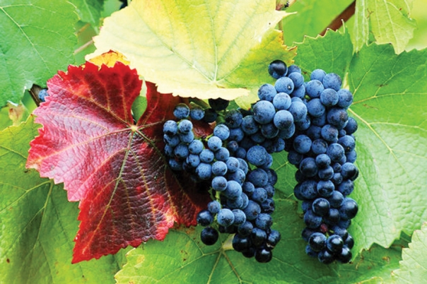 Strugurii reduc riscul de boli cardiovasculare - Omul verde sarpe ...