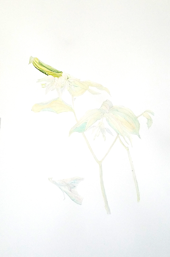 Maza Studio: The Spotted Mandarin