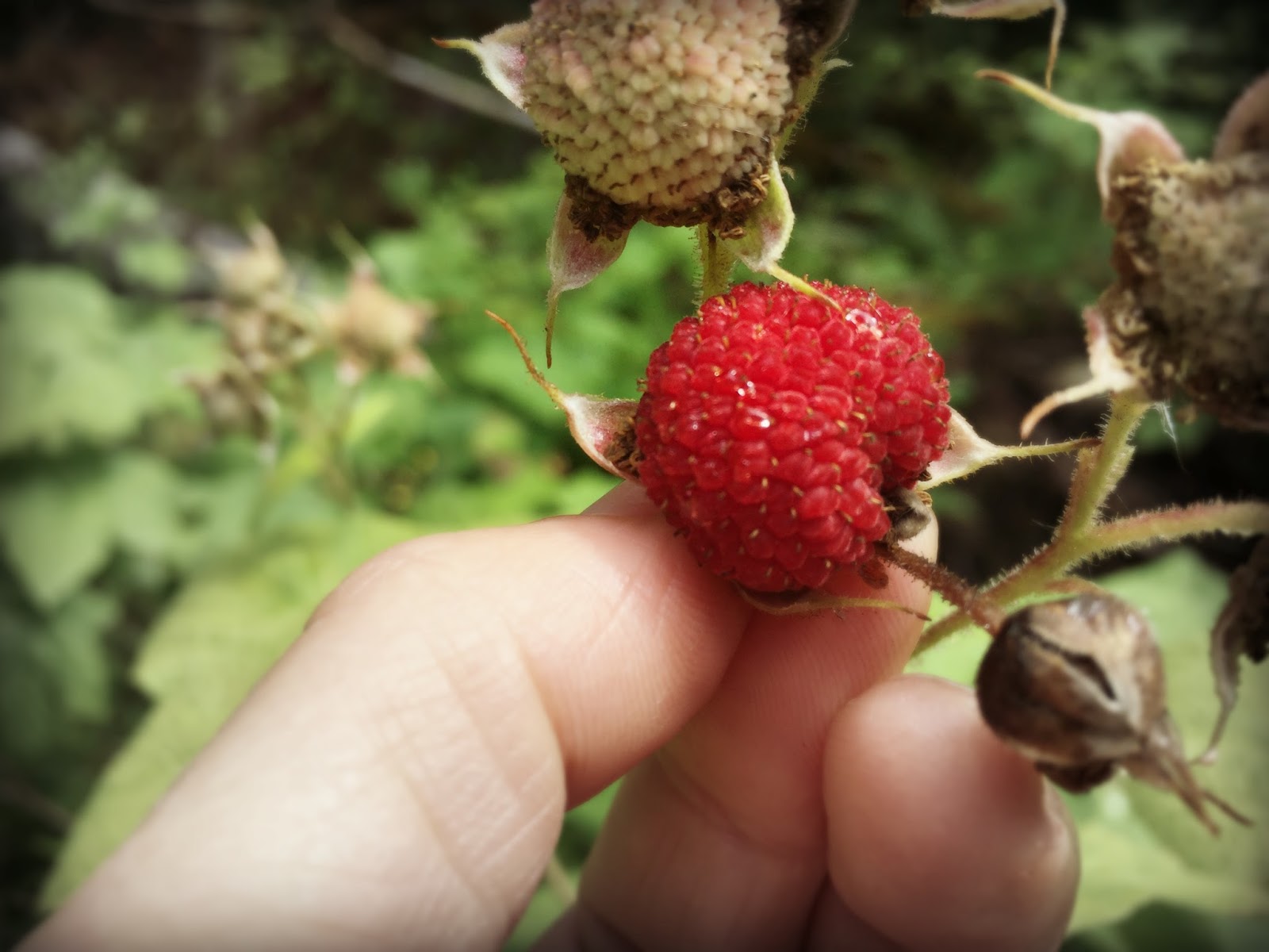 Marblemount Homestead: Wild berries and one berry bush you should plant ...