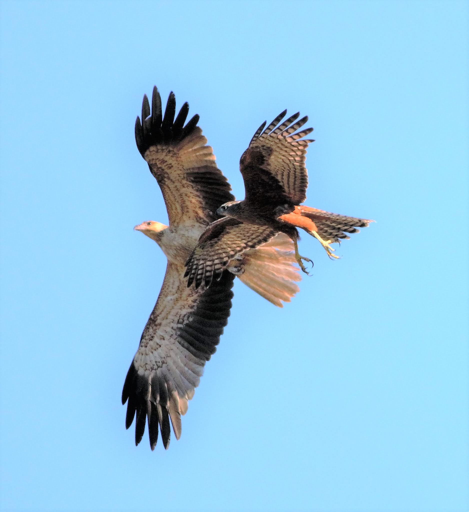 sunshinecoastbirds: North Queensland Road Trip Winter 2020 – Red ...