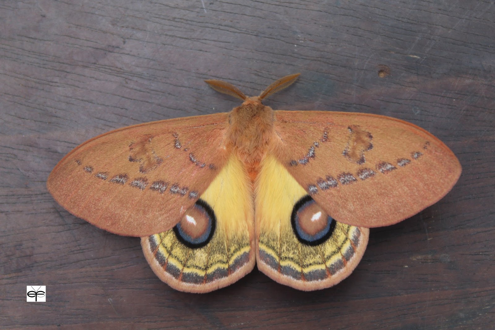 Borboletas e Mariposas: Automeris goiasensis Lemaire, 1977