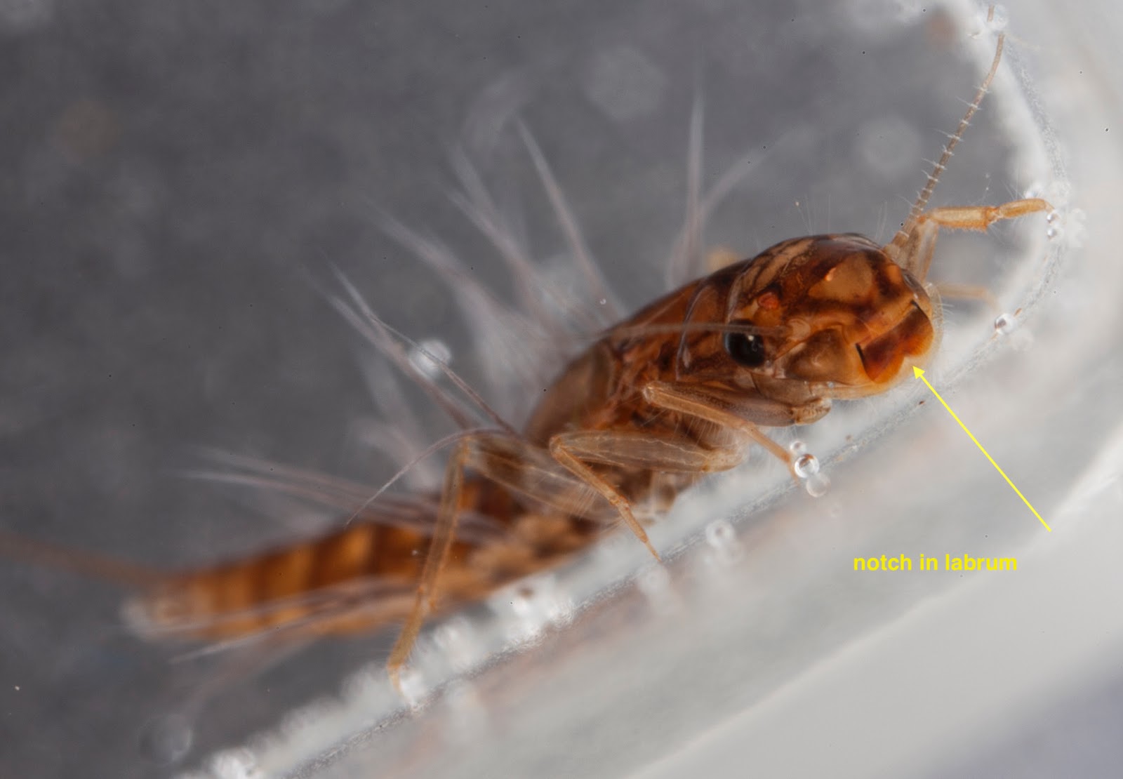 Aquatic Insects of Central Virginia