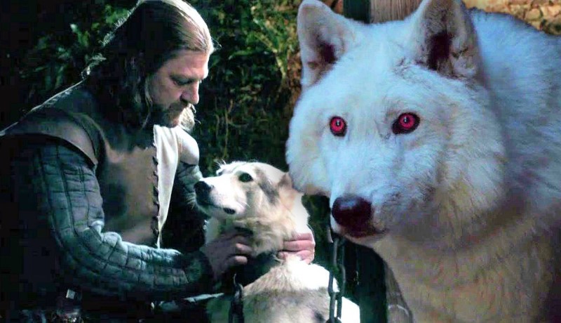 The Dire Wolf: A Legendary GOT Creature That Actually Existed