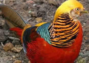 Declarada de Interés Cultural-Secretaría de Cultura-Presidencia de la ...