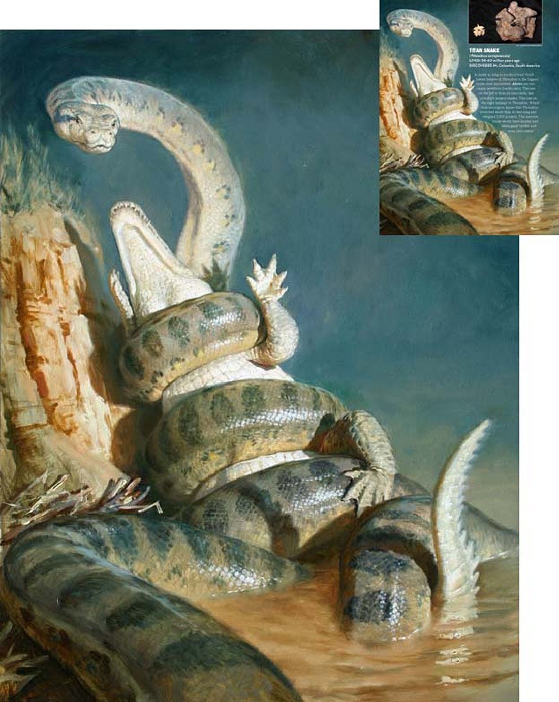 The Texan Herper: Quick Facts