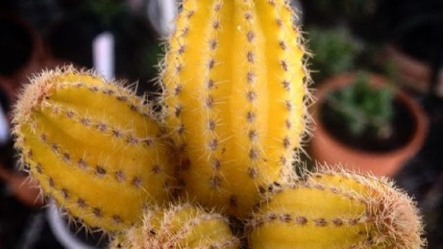 Cacto amarelo: a planta da sorte para decorar sua casa