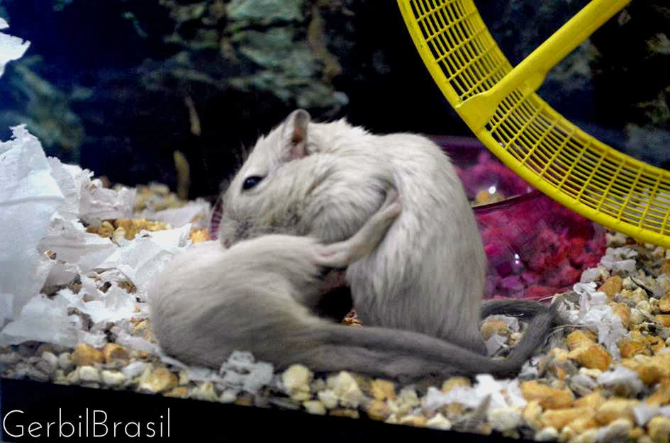 Tudo sobre Gerbil/Esquilo da Mongólia: Gerbil, animal social
