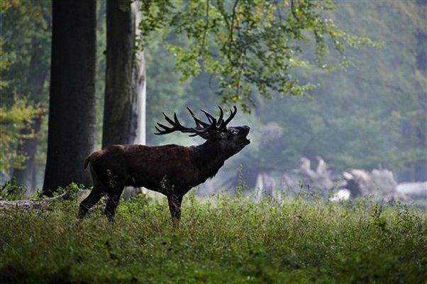 Wild Life Denmark ~ Entertainment-Enter