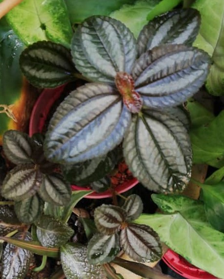 Garden Chronicles of James David: Different Types of Pilea - Names & Images