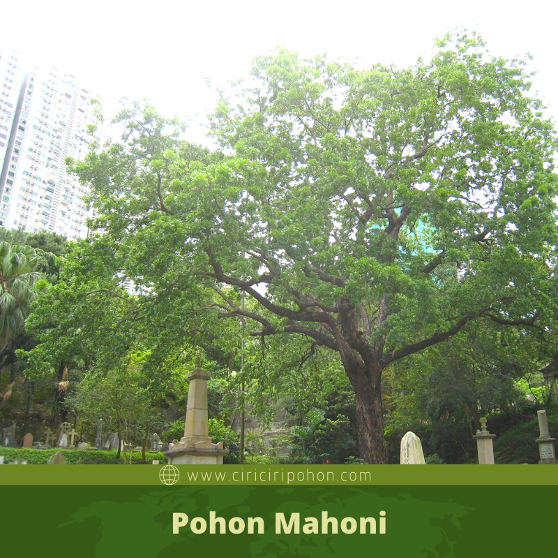 Ciri Ciri Pohon Mahoni (Swietenia mahagoni) Di Alam Liar ...