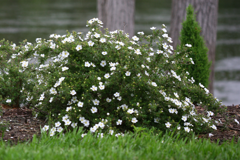 Proven Winners® ColorChoice® Plant of the Week: Plant of the Week ...
