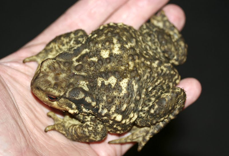 The Adventures Of Otterwoman: Frogs are Creepy and Disturbing