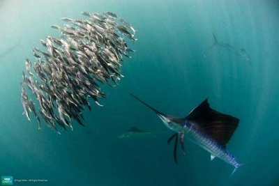 10 Spesis Haiwan Paling Berwarna Warni Di Dunia, Sungguh Cantik Menawan