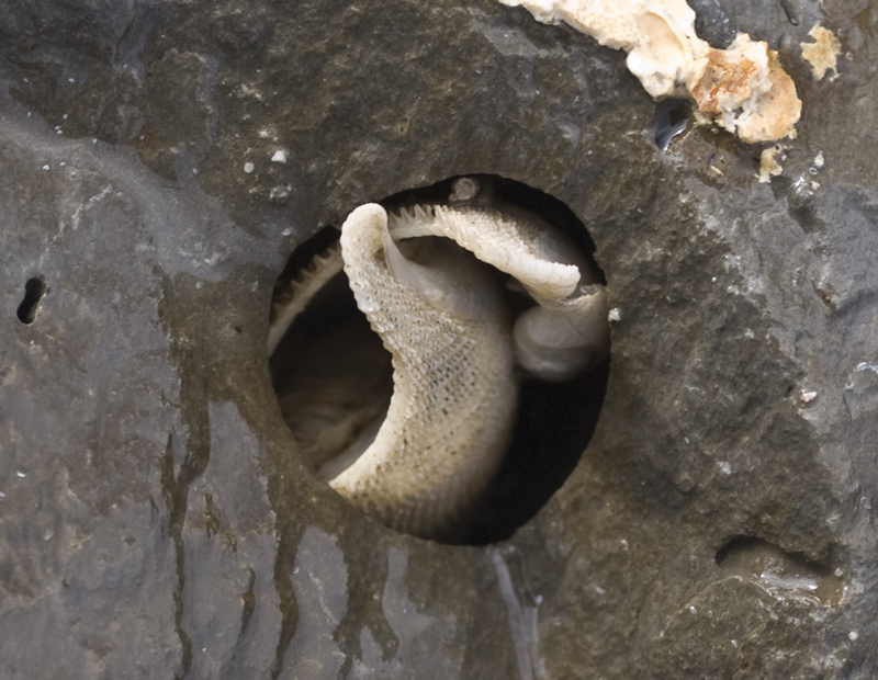 Paseos por la naturaleza: Pholas dactylus. Barrena.