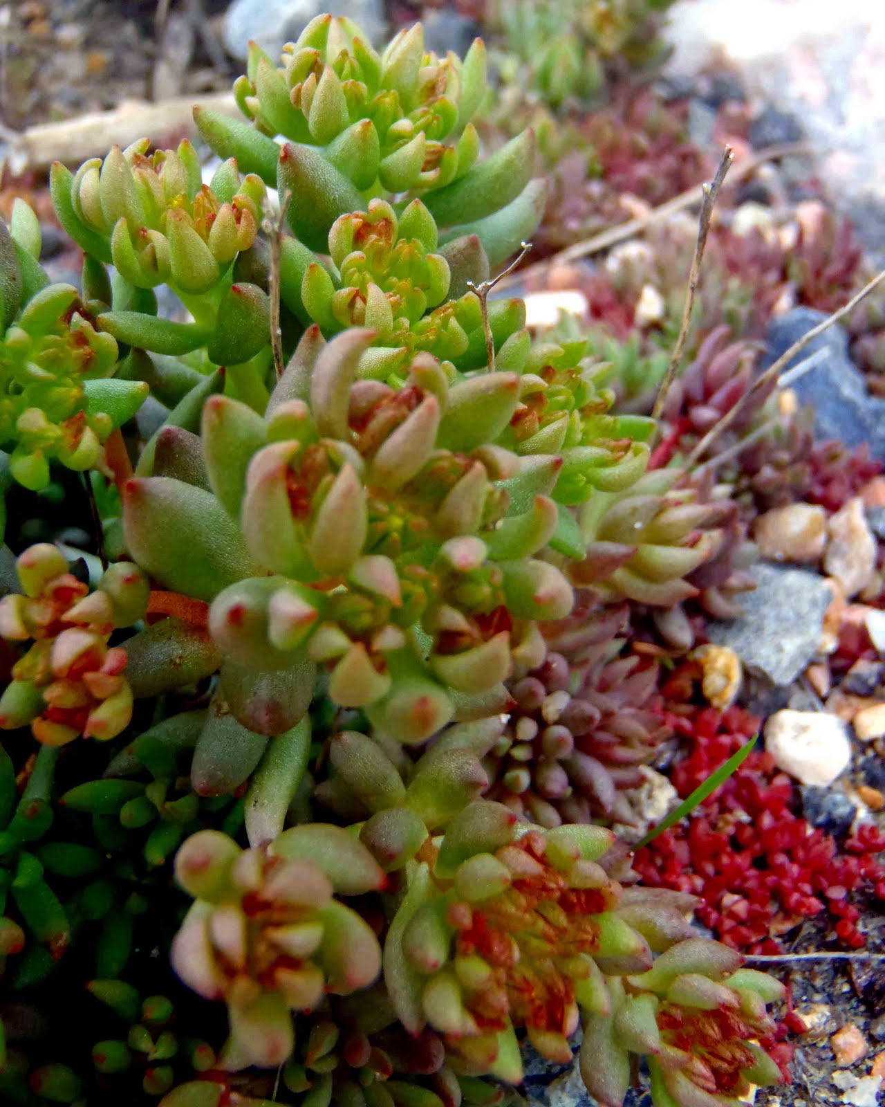 Wild About Stonecrop - Stonecrop Wild Garlic Dill Pickles