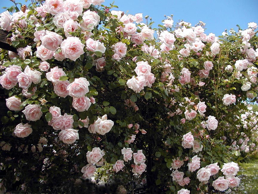 Cumberland Gal: Rosebud Salve Recipe