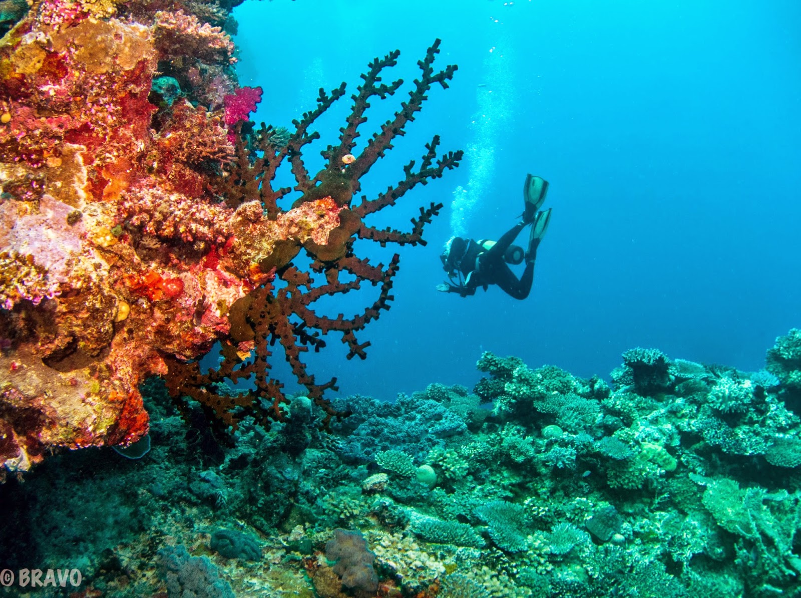 Voyage of Bravo: Exploring the Great Astrolabe Reef.....something for ...