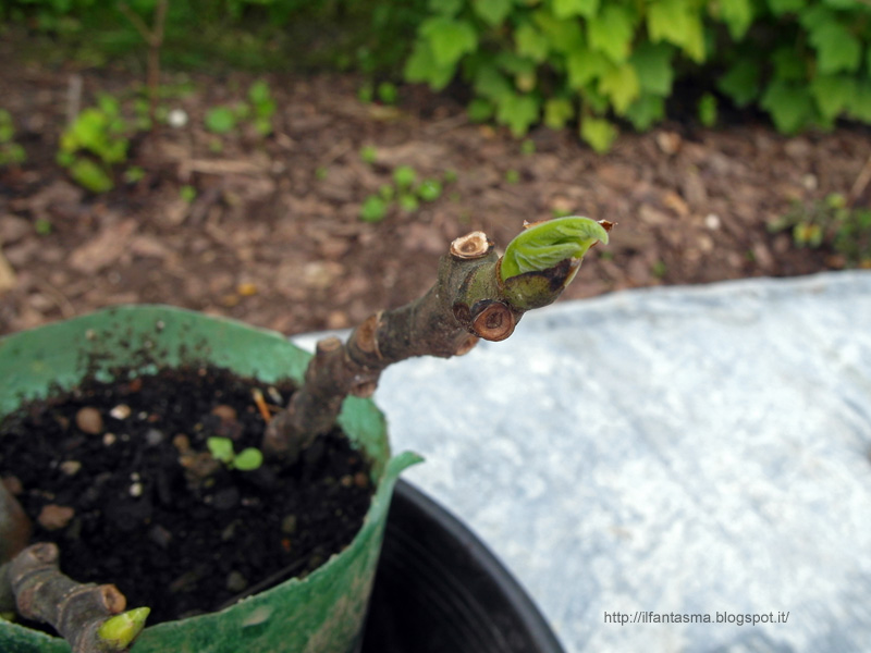 Le avventure della mia fantasia: Talea di fico nero: radicazione nella ...