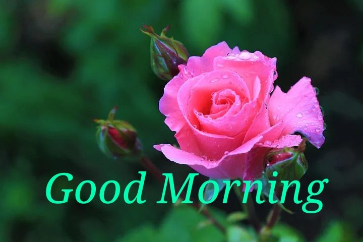 Top 10 Good Morning Ji Images greeting Pictures,Photos for Whatsapp ...