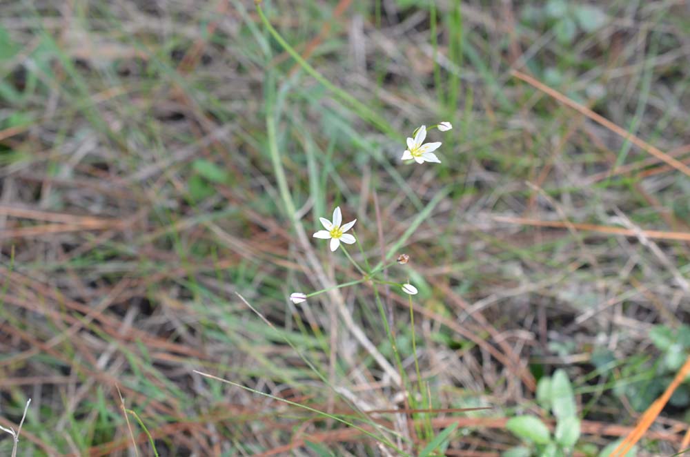 Space Coast Wildflowers: January 2013