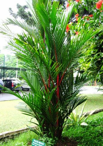 JUAL TANAMAN DAN RUMPUT TAMAN: tukang pohon palem merah | jual bibit ...