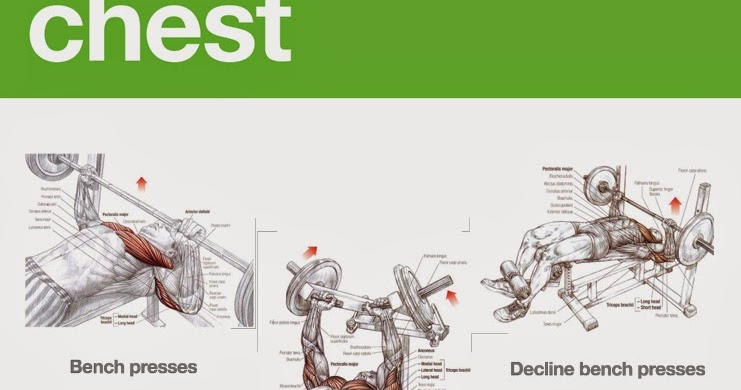 Bodybuilding: Chest Workouts to Gain Muscle Fast