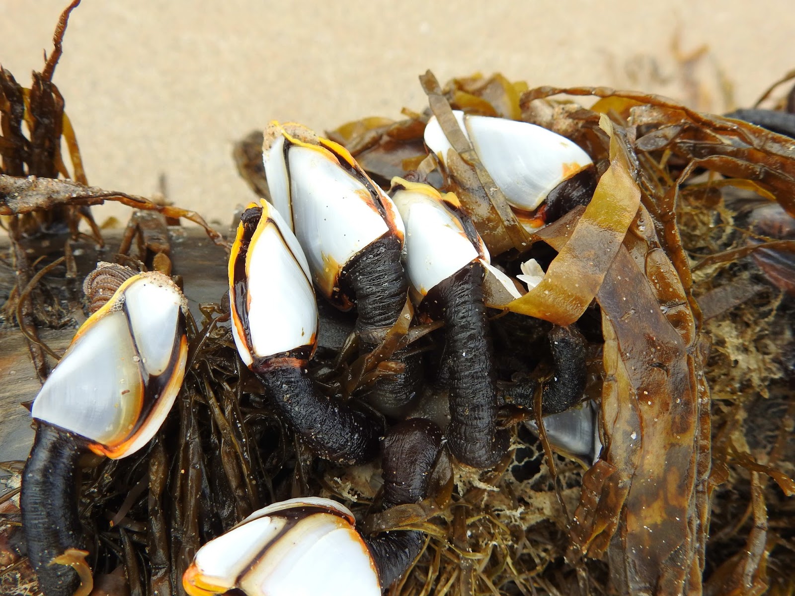 Druridge Bay Wildlife: Goose Barnacles