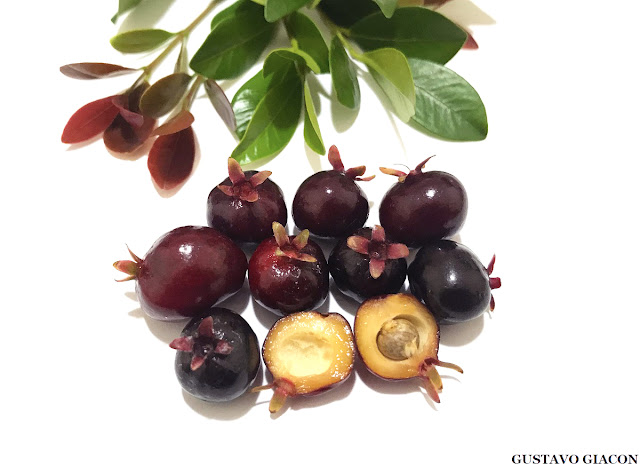 Viveiro Ciprest - Plantas Nativas e Exóticas: Cereja da Mata ou ...