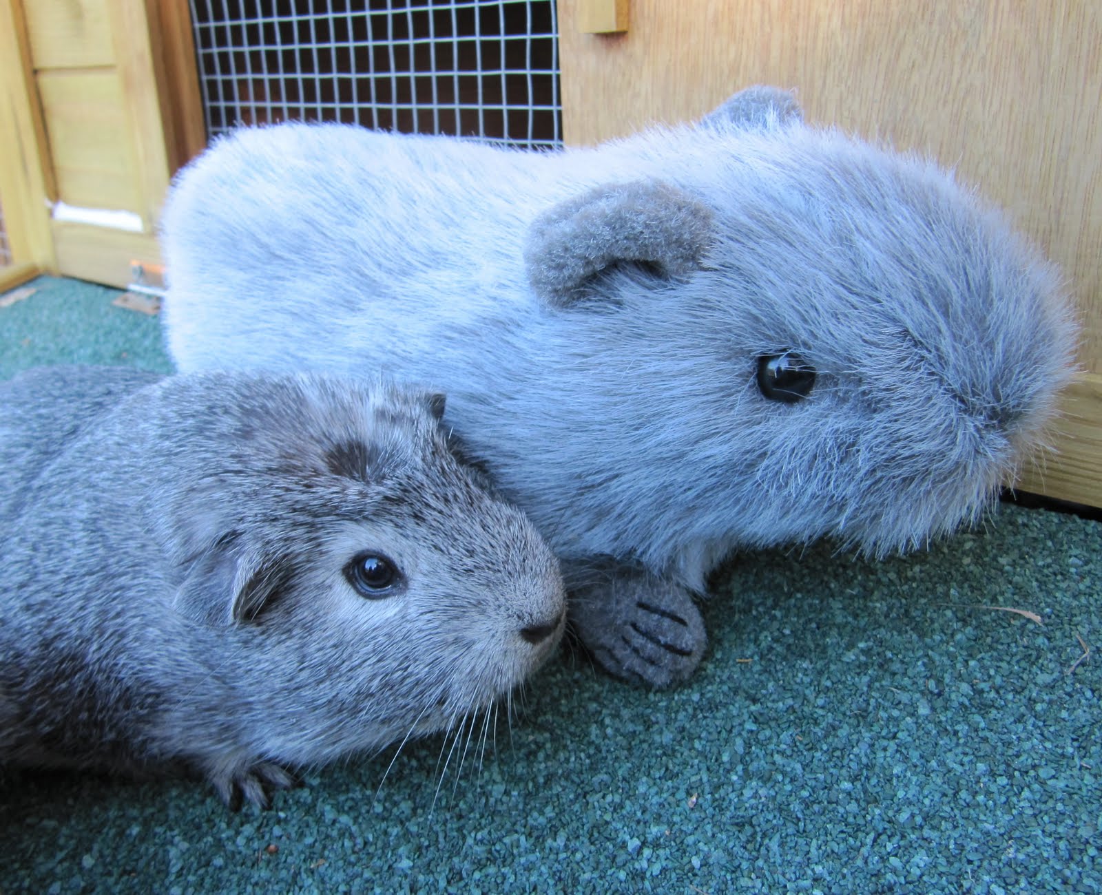 Silver Agouti Guinea Pig