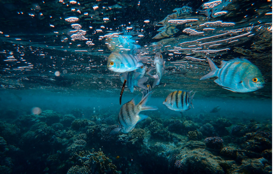Beatriz Mayoral: Los ojos de los peces nos permiten profundizar en la ...