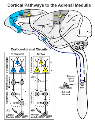 The Neurocritic: Computational Psychiatry, Self-Care, and The Mind-Body ...