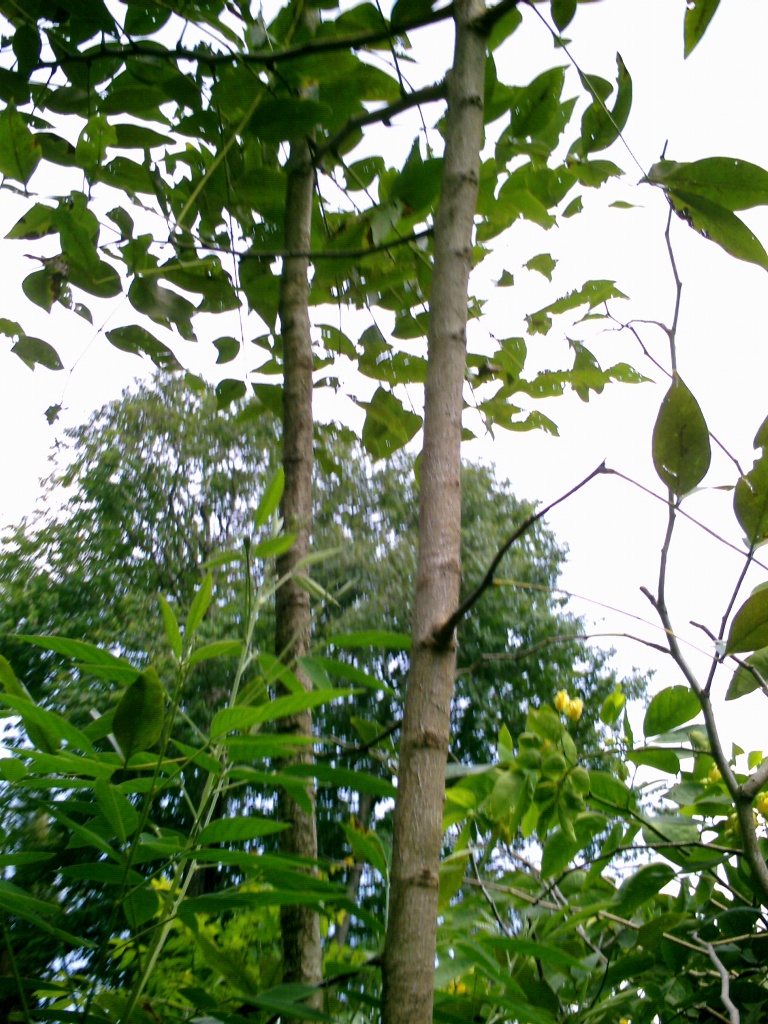 Cassia fistula / Ehala / ඇහැල / Aragvadha/ Rajavruksha/ Sampaka ...