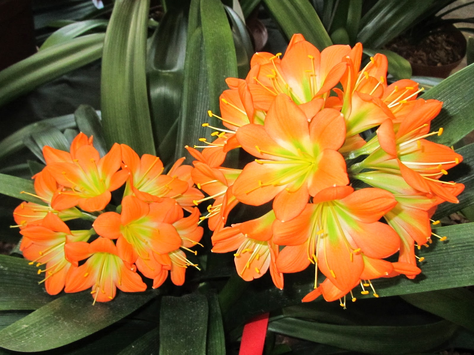 Tropical Farms Nursery: Clivia Show 5